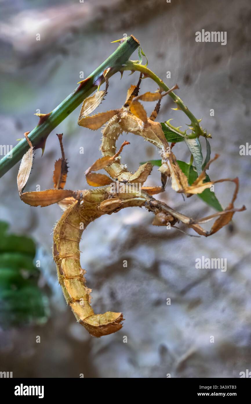 Extatosoma tiaratum, common names: spiny leaf insect, giant prickly ...