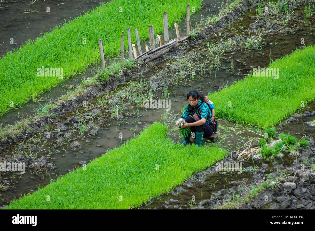 Agriculture rice mother child china hi-res stock photography and images ...