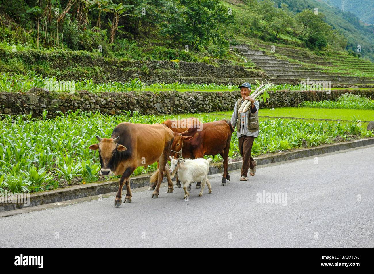 Farmer with cows and goat in rural Nujiang Stock Photo - Alamy