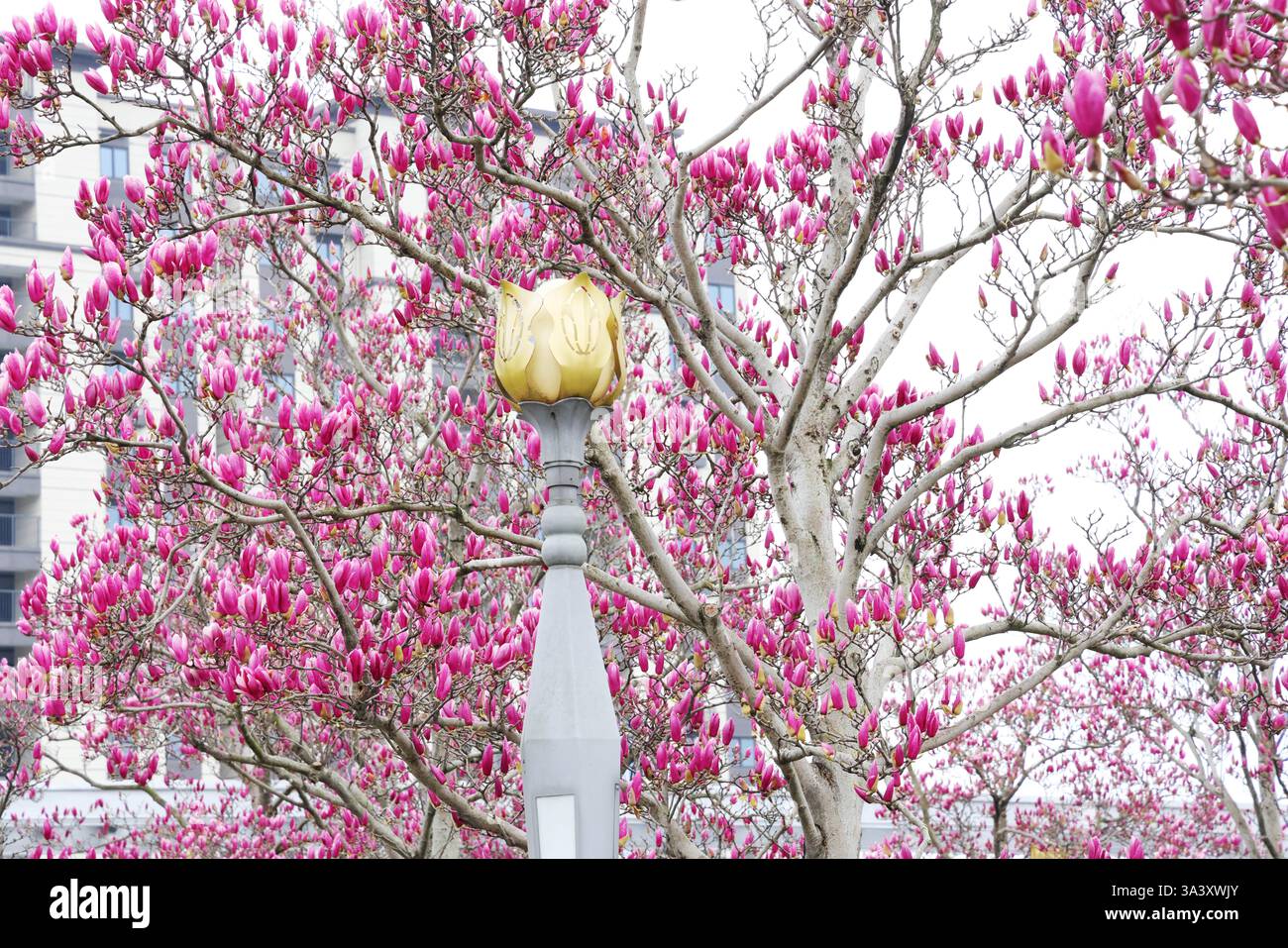 Magnolia flowers are in full bloom in Shanghai, China, 15 March, 2025 ...