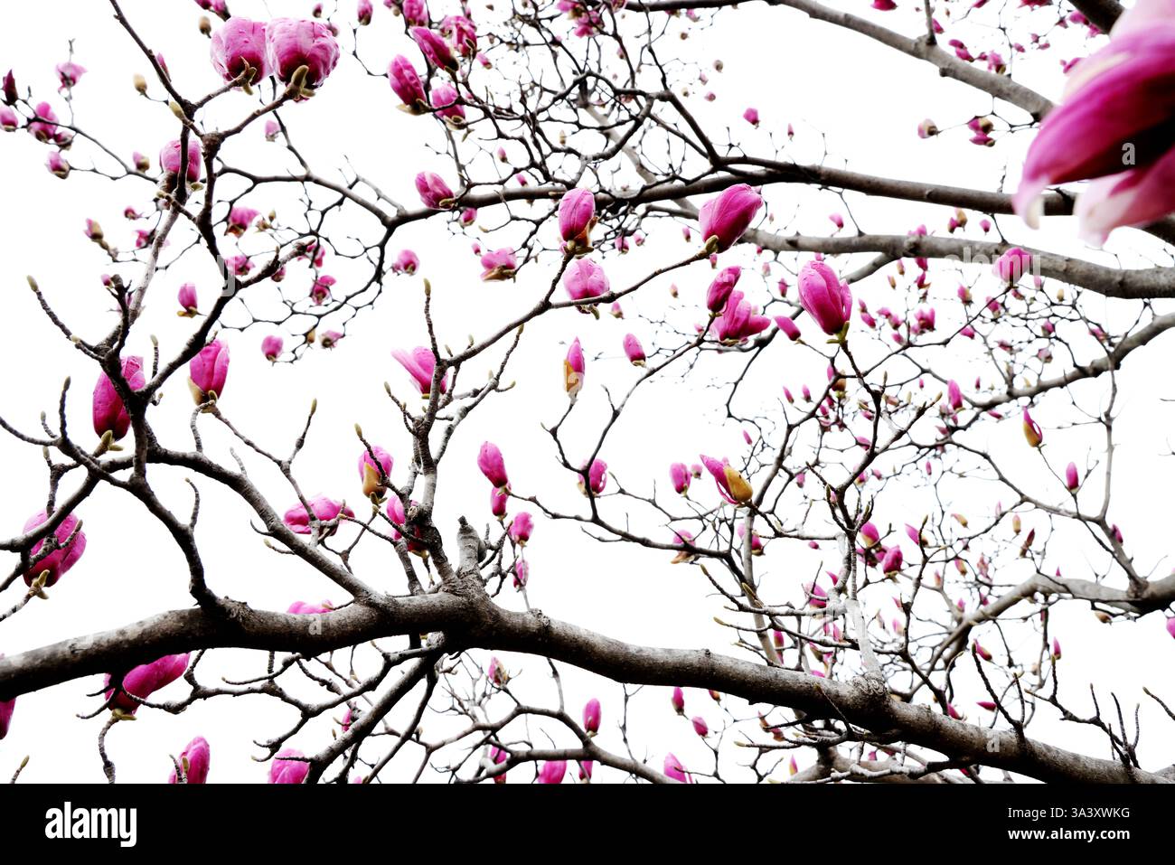 Magnolia flowers are in full bloom in Shanghai, China, 15 March, 2025 ...