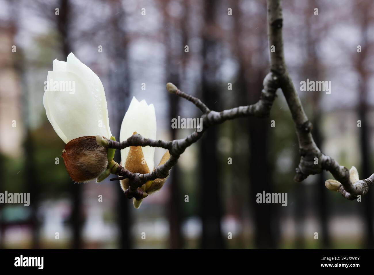 Magnolia flowers are in full bloom in Shanghai, China, 15 March, 2025 ...