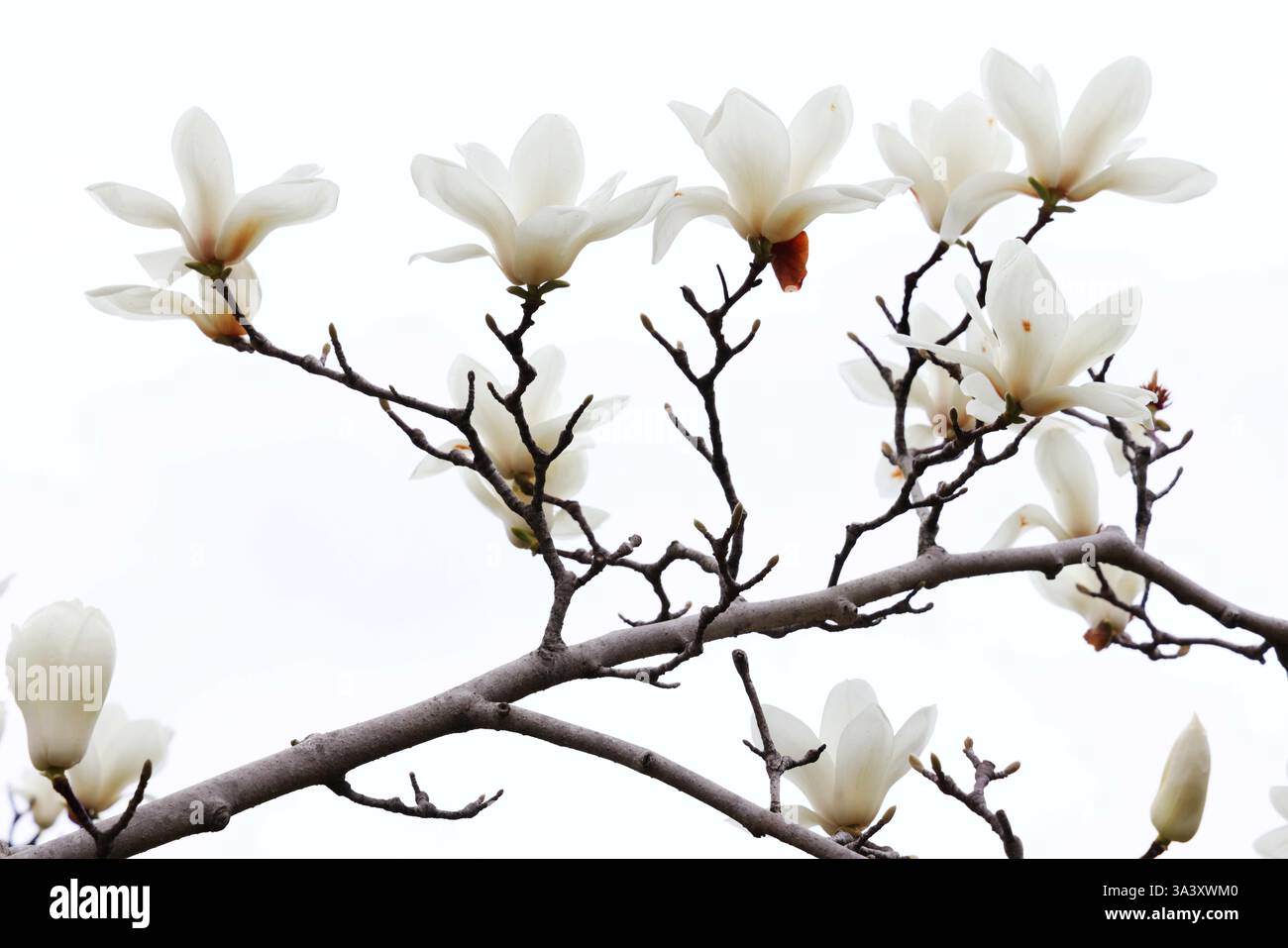 Magnolia flowers are in full bloom in Shanghai, China, 15 March, 2025 ...