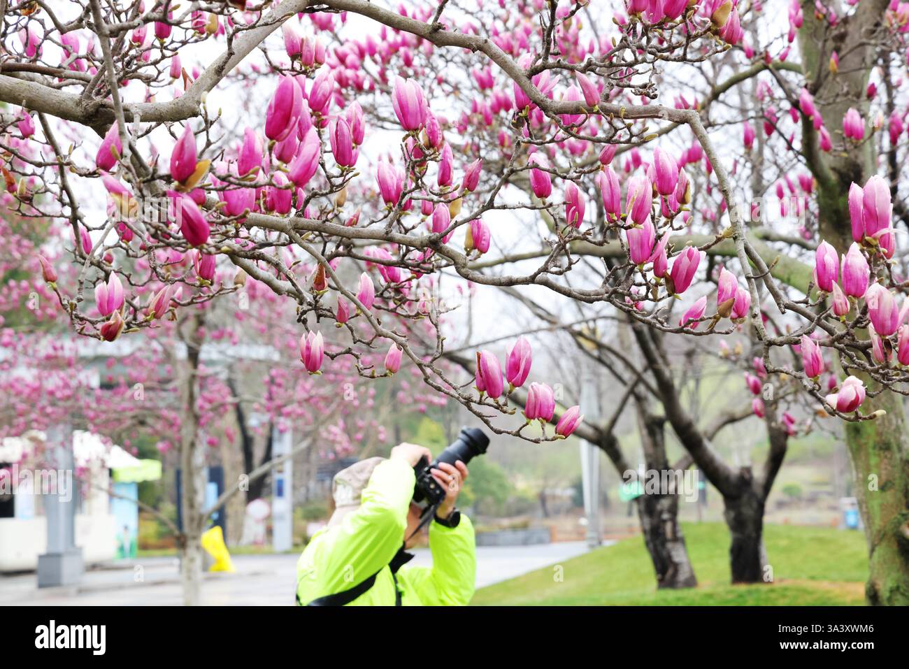 Magnolia flowers are in full bloom in Shanghai, China, 15 March, 2025 ...