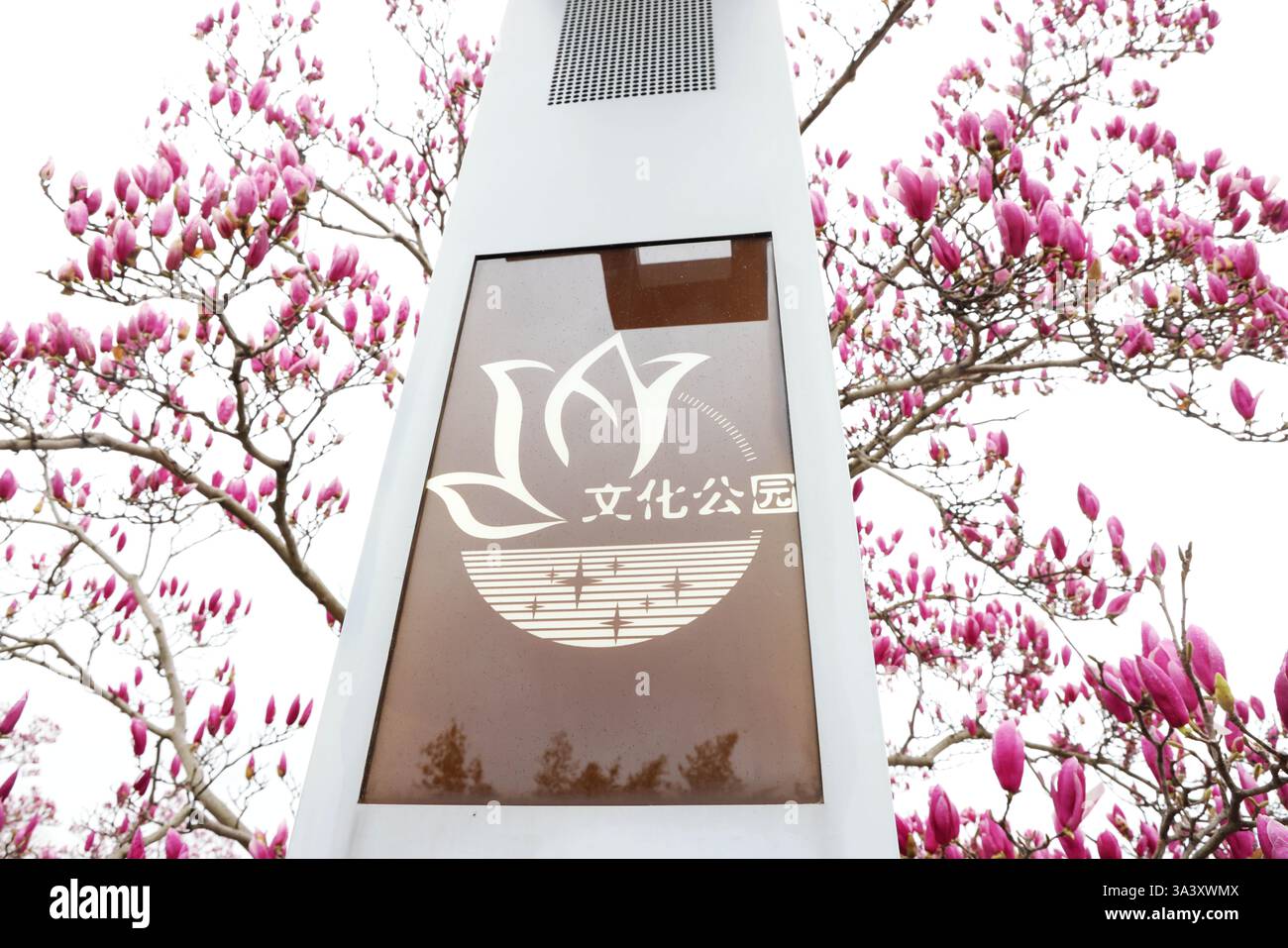 Magnolia flowers are in full bloom in Shanghai, China, 15 March, 2025 ...