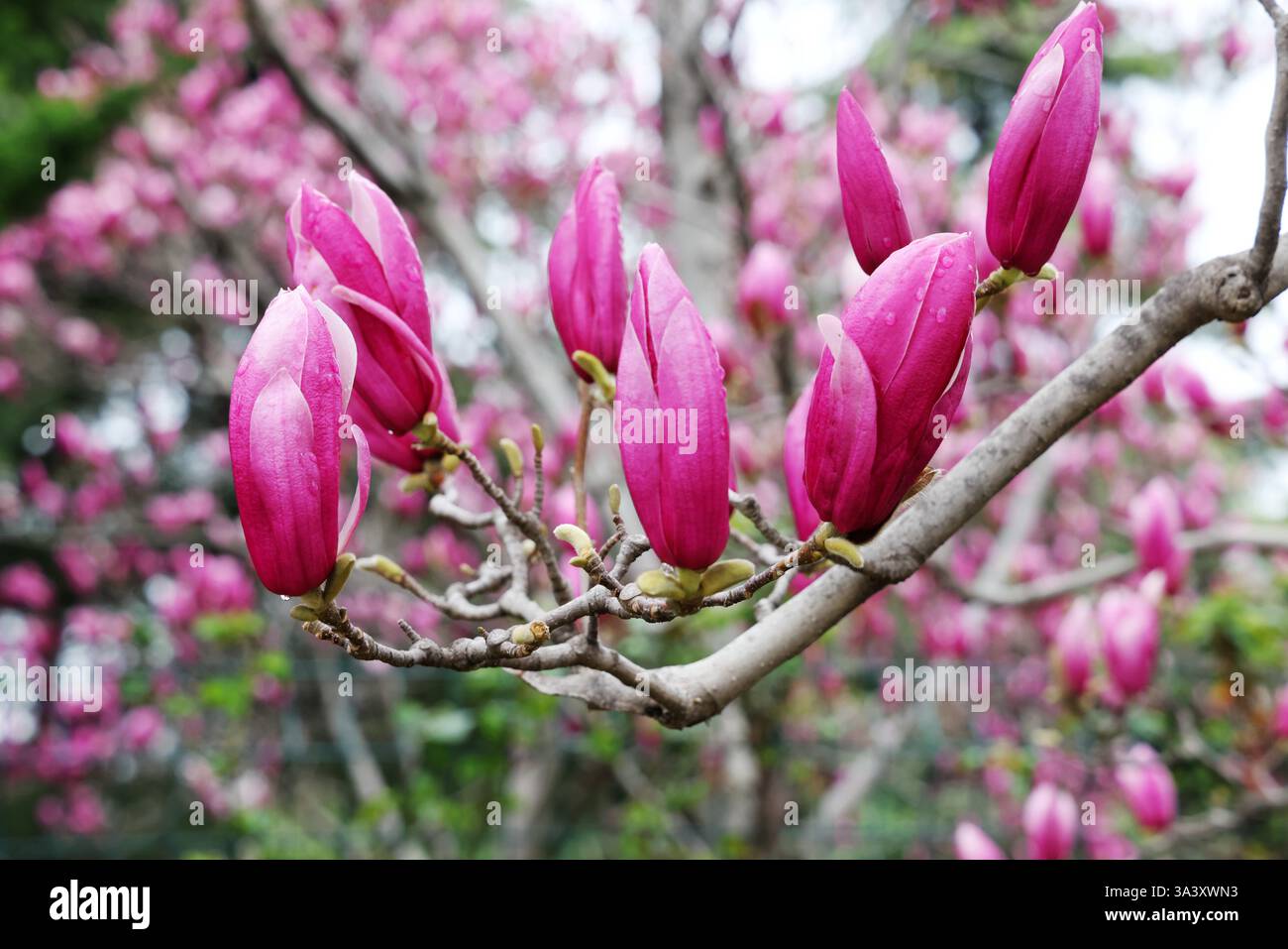 Magnolia flowers are in full bloom in Shanghai, China, 15 March, 2025 ...