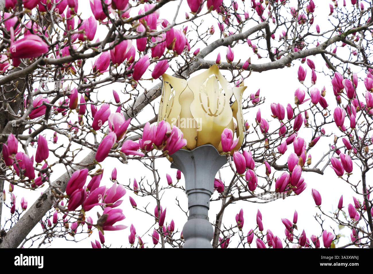 Magnolia flowers are in full bloom in Shanghai, China, 15 March, 2025 ...