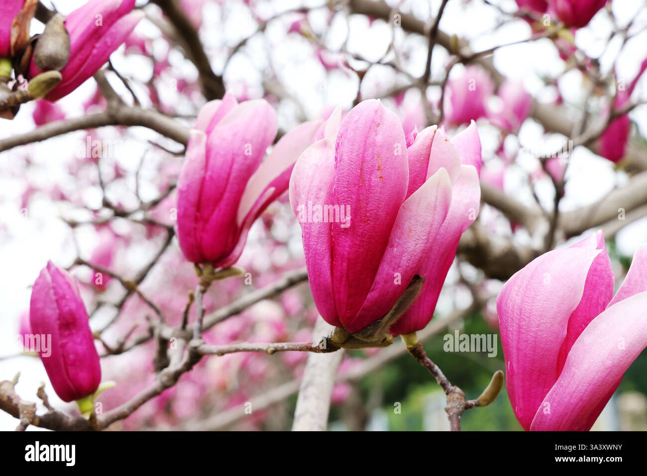 Magnolia flowers are in full bloom in Shanghai, China, 15 March, 2025 ...