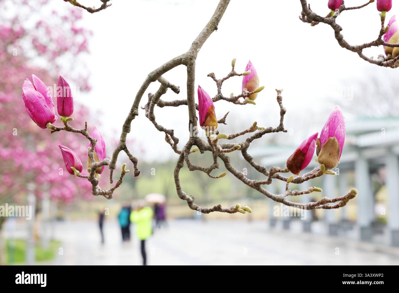 Magnolia flowers are in full bloom in Shanghai, China, 15 March, 2025 ...
