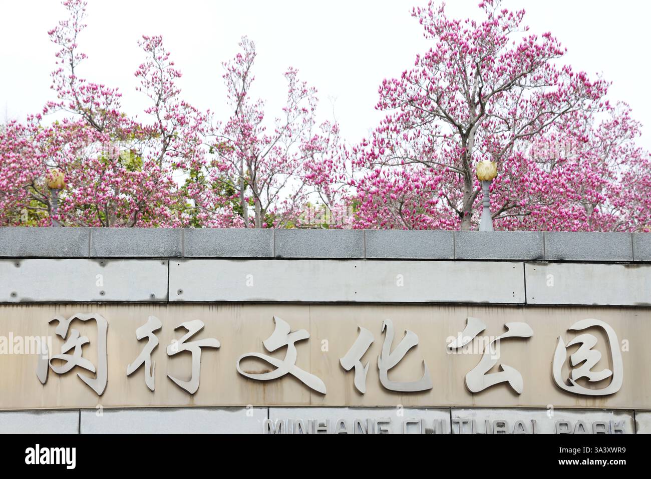 Magnolia flowers are in full bloom in Shanghai, China, 15 March, 2025 ...