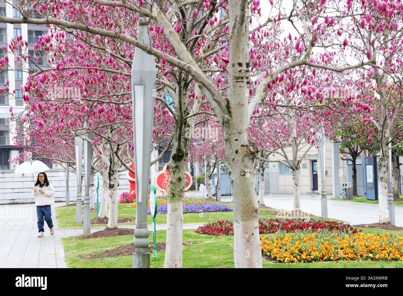 Magnolia flowers are in full bloom in Shanghai, China, 15 March, 2025 ...