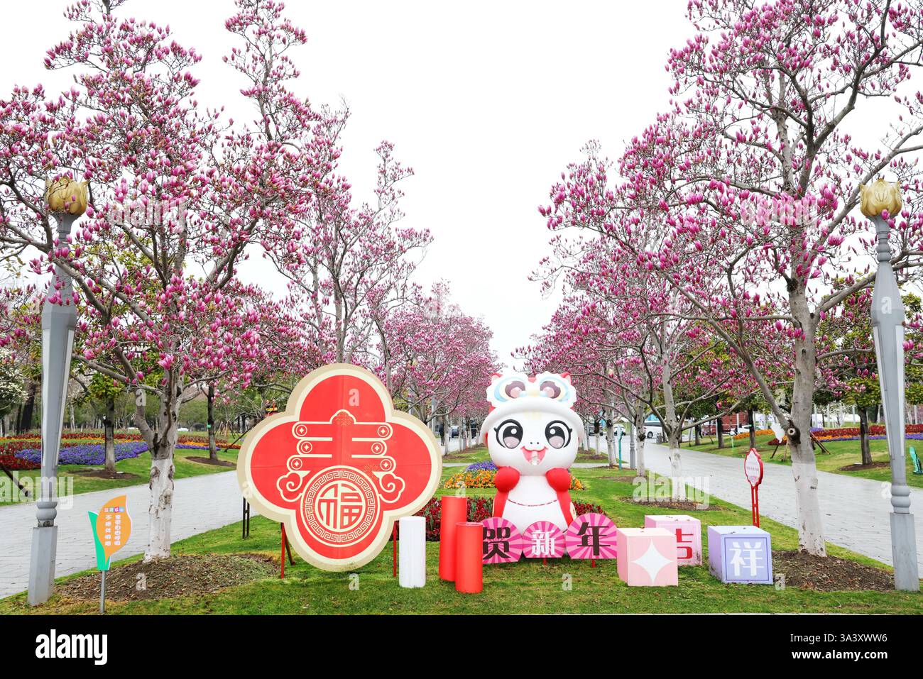 Magnolia flowers are in full bloom in Shanghai, China, 15 March, 2025 ...