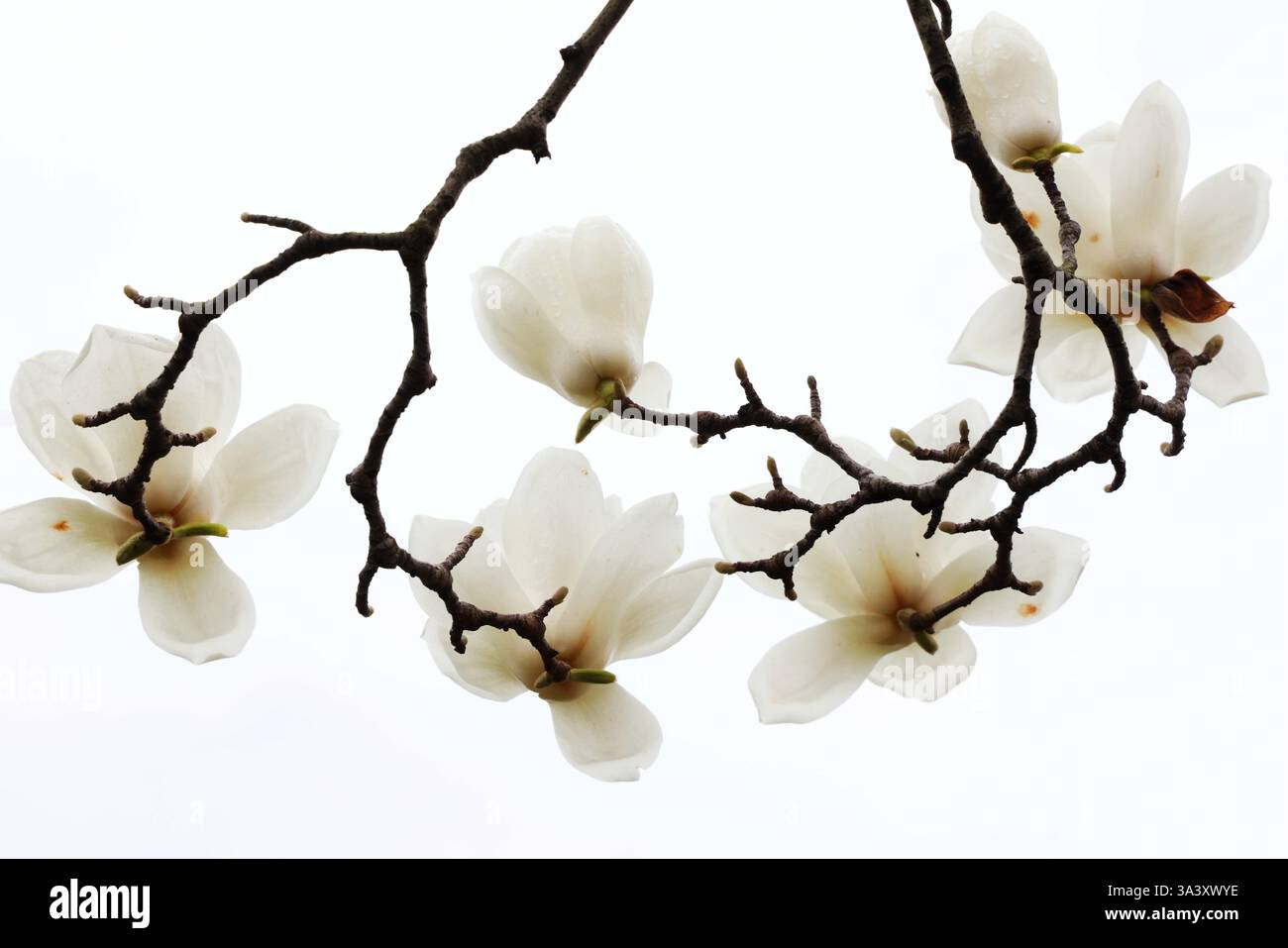 Magnolia flowers are in full bloom in Shanghai, China, 15 March, 2025 ...