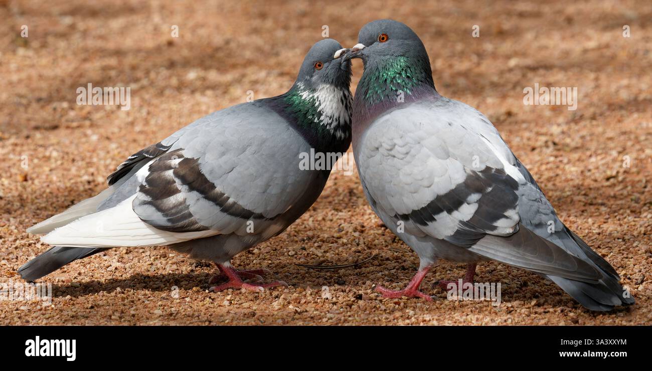 Pigeon biset amoureux - Columba livia - Rock Dove in love Stock Photo ...