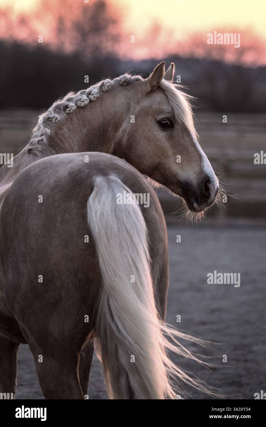 German Riding Pony Stock Photo - Alamy