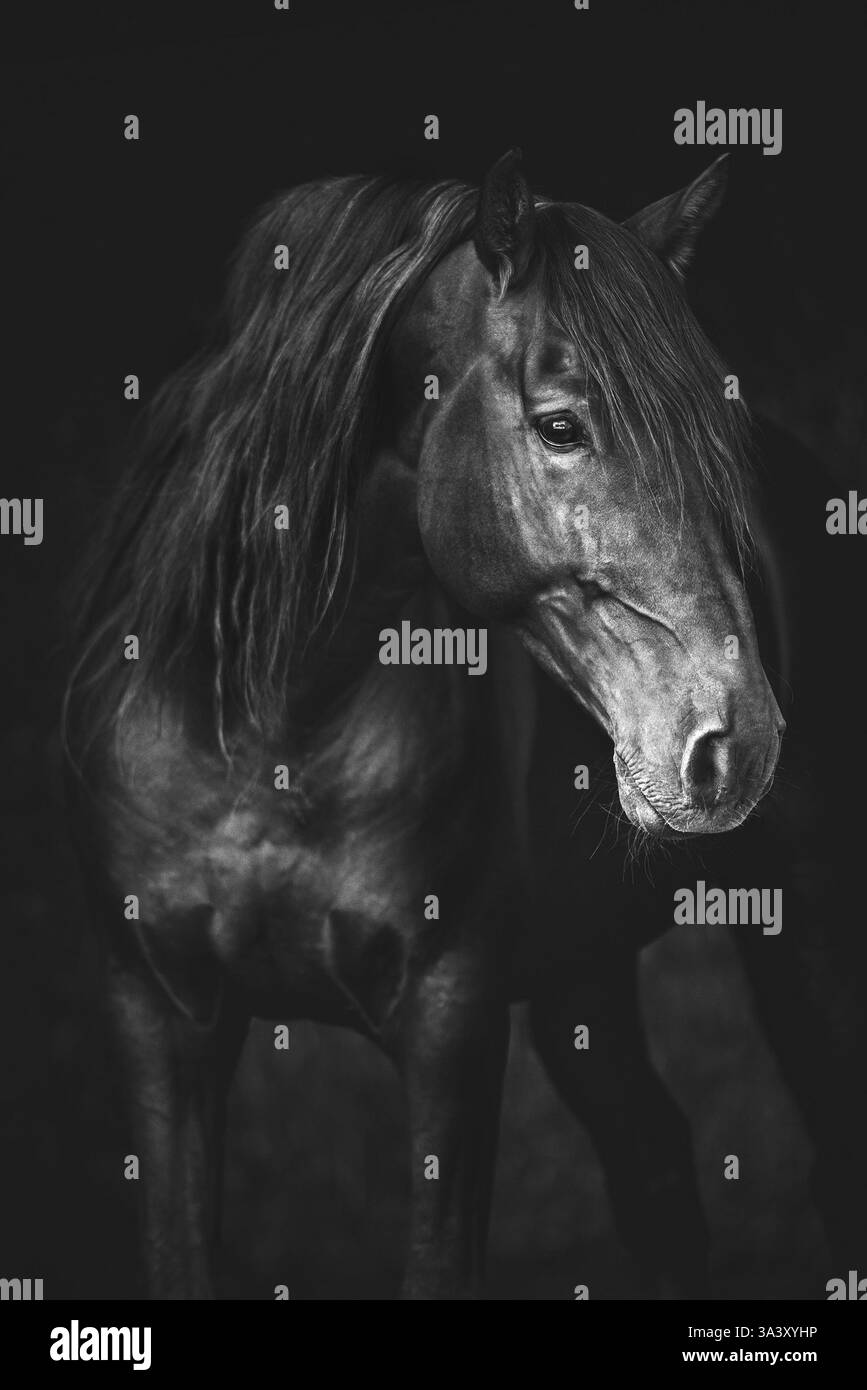 Raza espanola Black and White Stock Photos & Images - Alamy