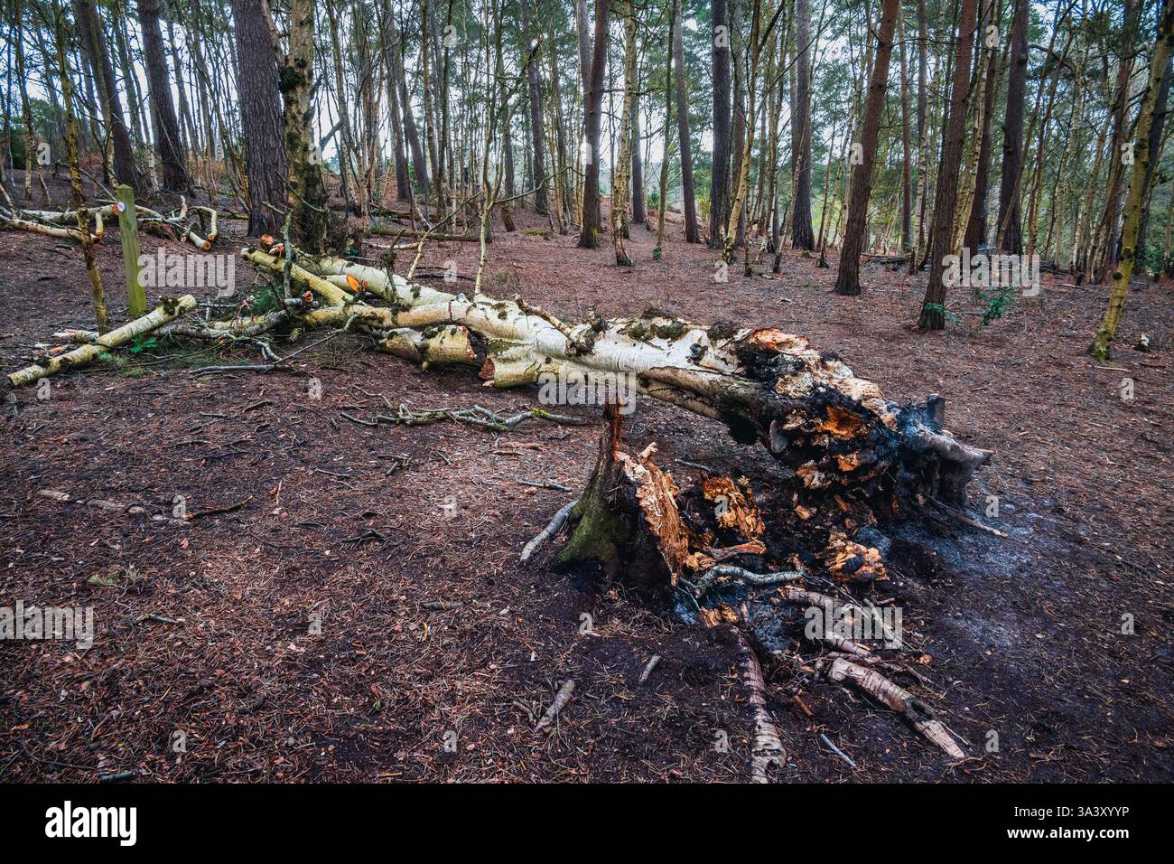 A tree lies broken near its roots, charred and scorched, amidst the ...