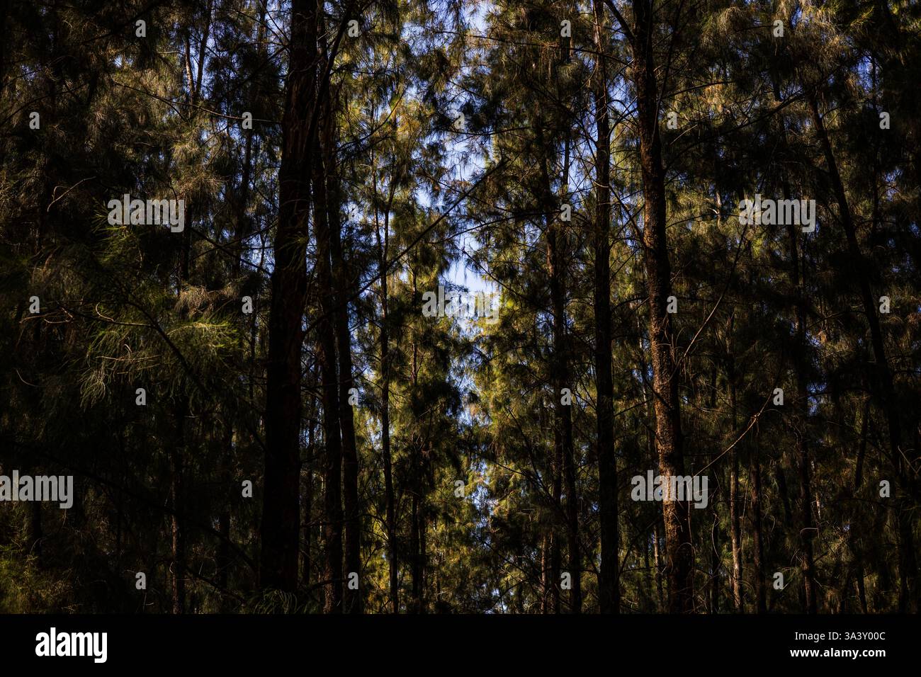 Pine Tree Trunks In Forest, Background for advertising and wallpaper in ...