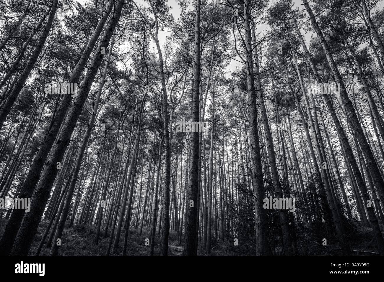 Tall, straight pine trunks rise in perfect rhythm, their evenly spaced ...