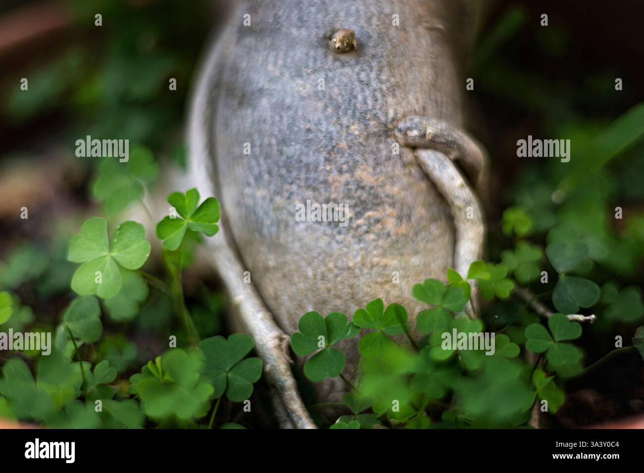 Shamrock Plant In A Pot, Background for advertising and wallpaper in ...