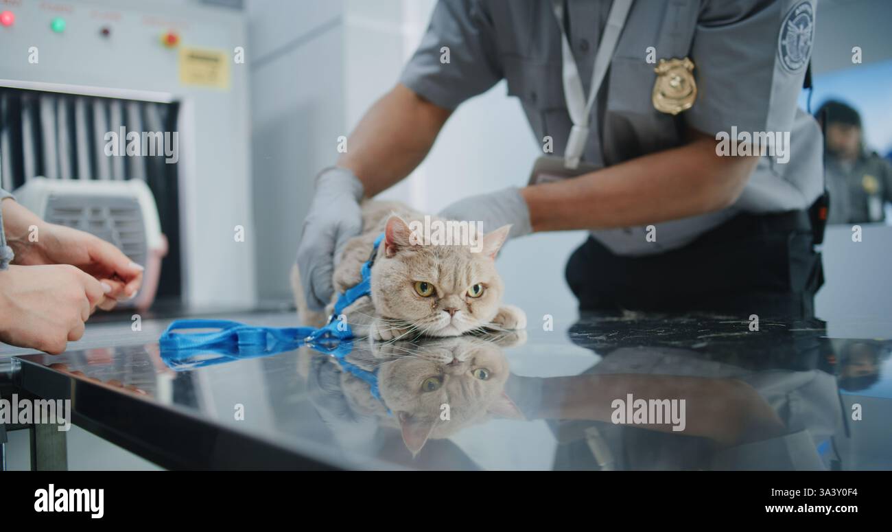 Pet Screening Procedure in Airport Terminal: African American TSA ...