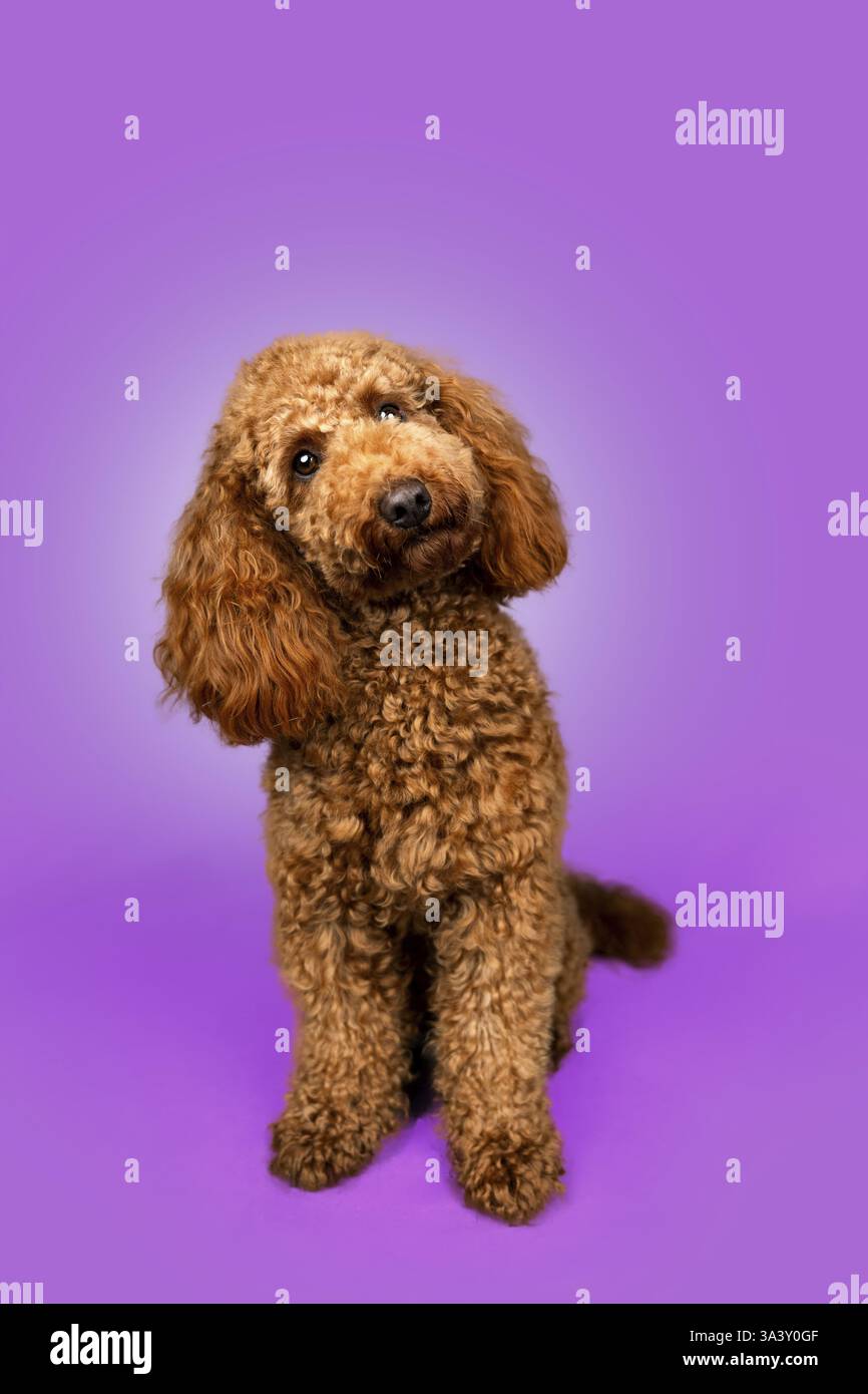 Royal Standard Poodle Stock Photo - Alamy