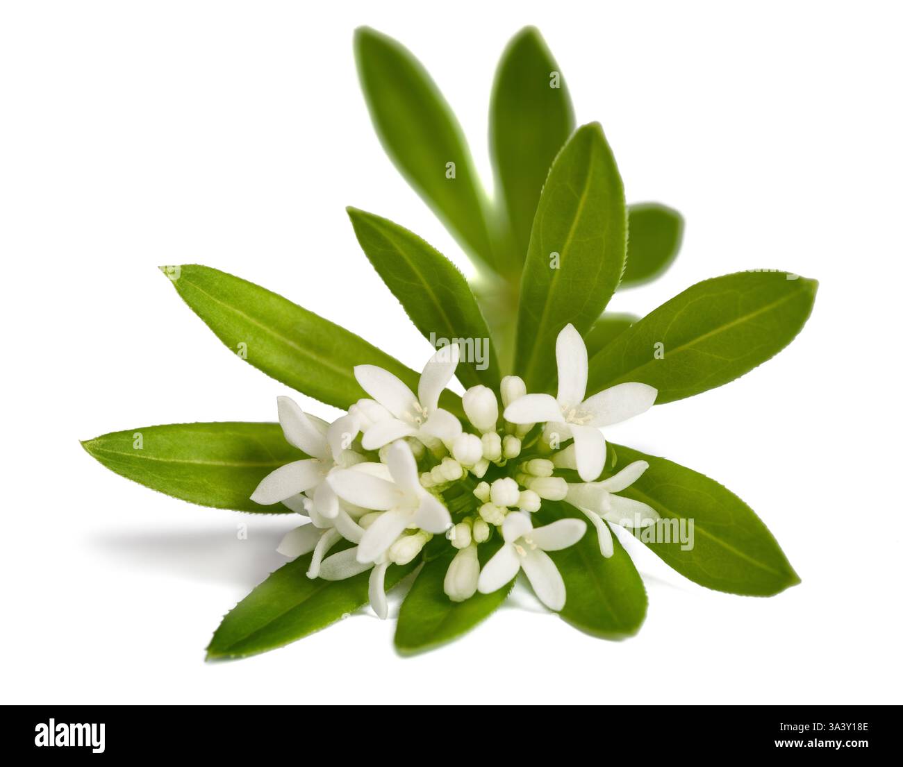 Sweet woodruff flowers isolated on white background Stock Photo - Alamy