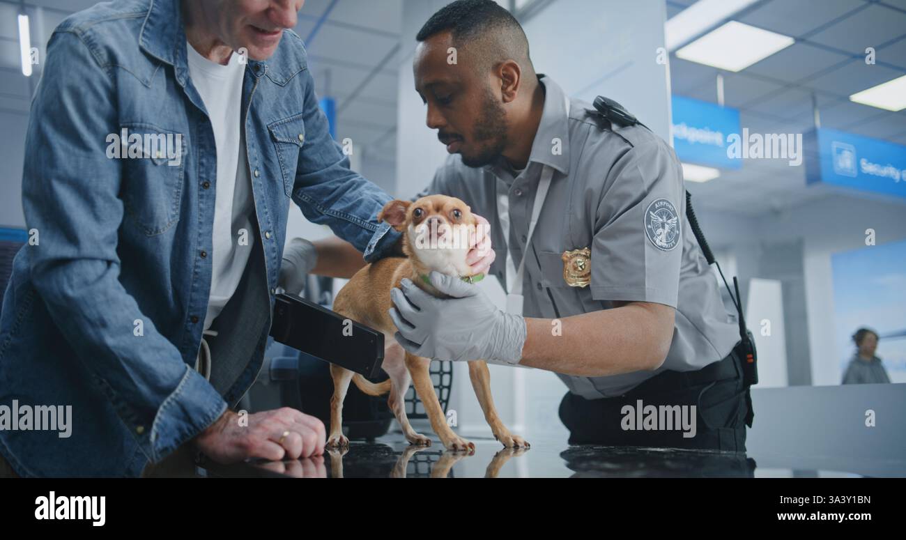 Mature Man with Chihuahua Dog During Pet Screening Procedure in Airport ...