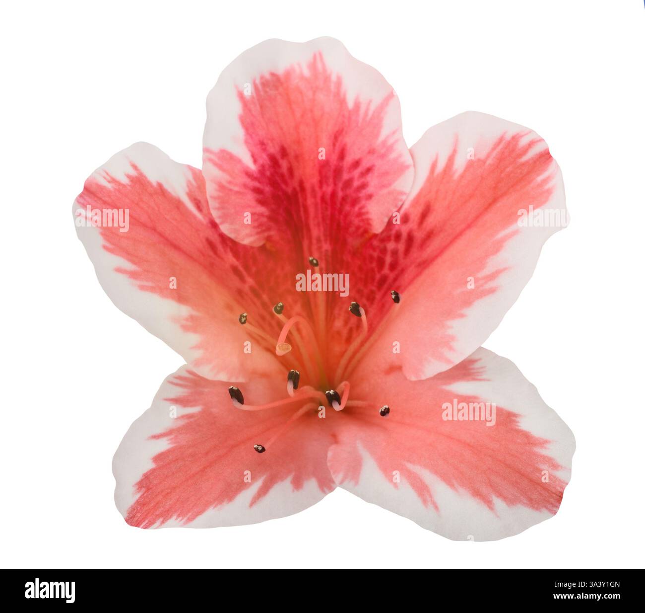Azalea flower isolated on white background Stock Photo - Alamy