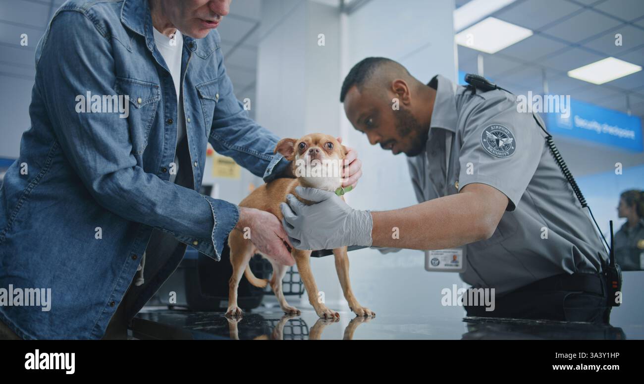 Mature Man with Chihuahua Dog During Pet Screening Procedure in Airport ...