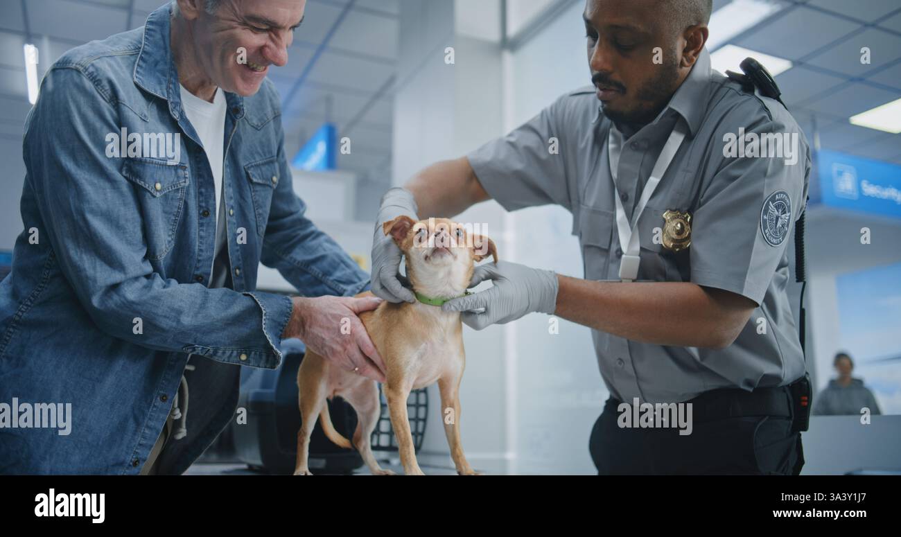 Mature Man with Chihuahua Dog During Pet Screening Procedure in Airport ...