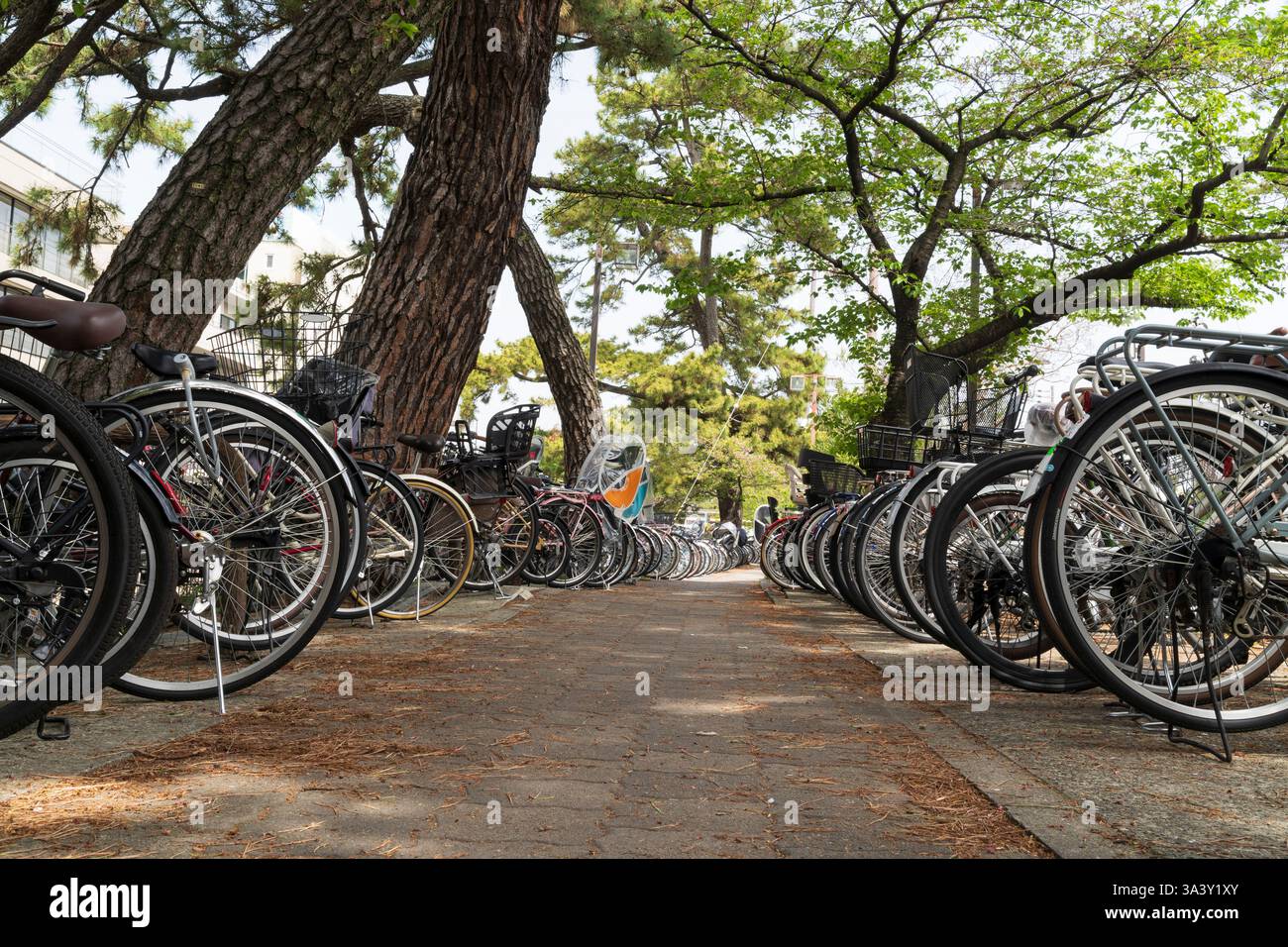 Two rows of bicycles parked in a bike park near a railway station at ...