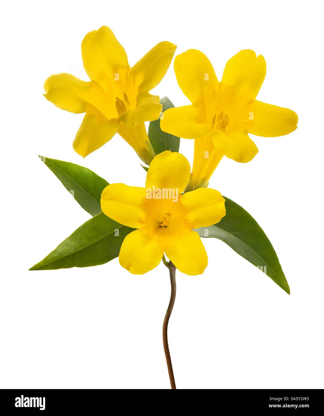 Gelsemium sempervirens isolated on white background Stock Photo - Alamy