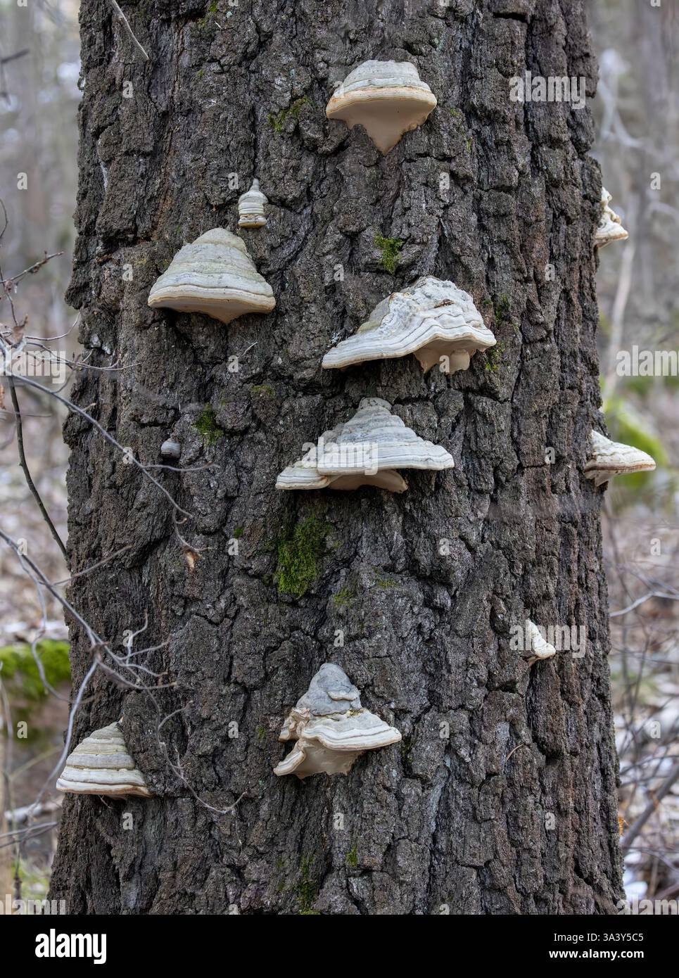 Fungus on the bark hi-res stock photography and images - Alamy