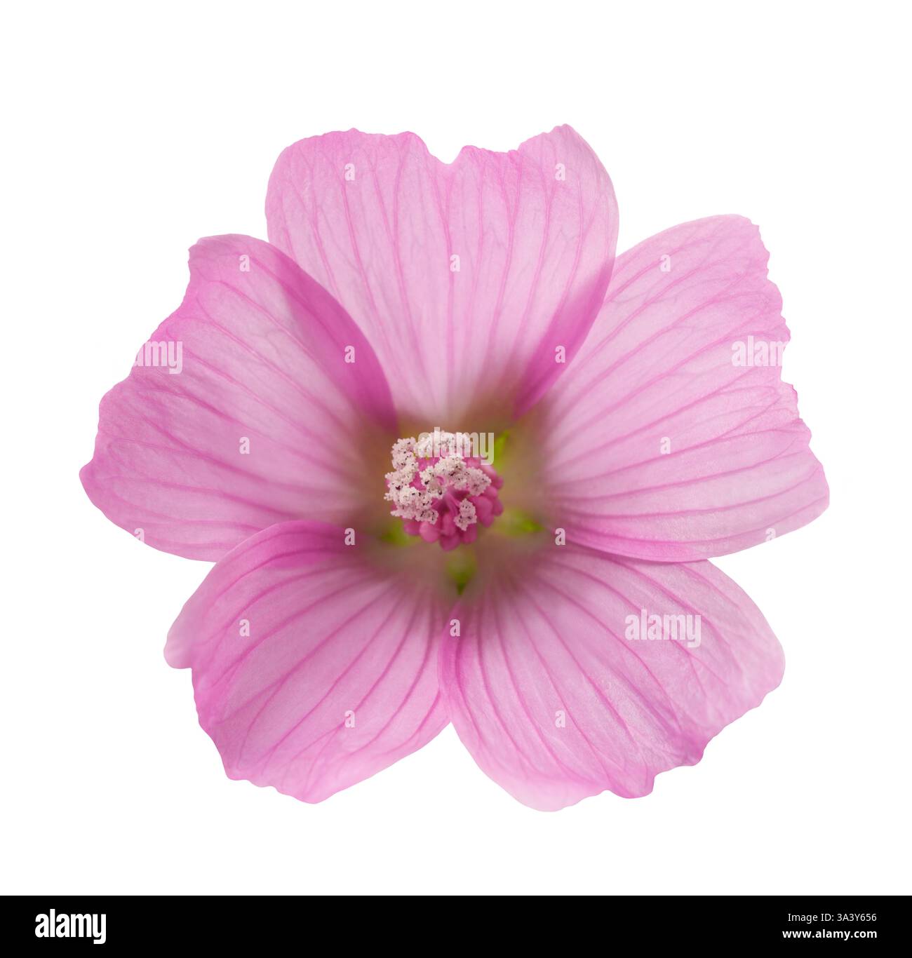 Greater musk mallow flower isolated on white background Stock Photo - Alamy