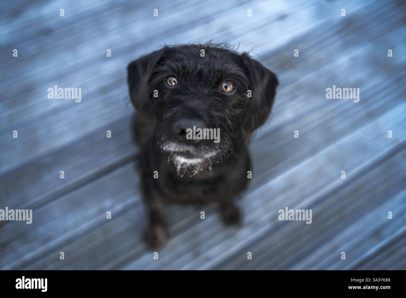 Mongrel dog looks camera hi-res stock photography and images - Alamy