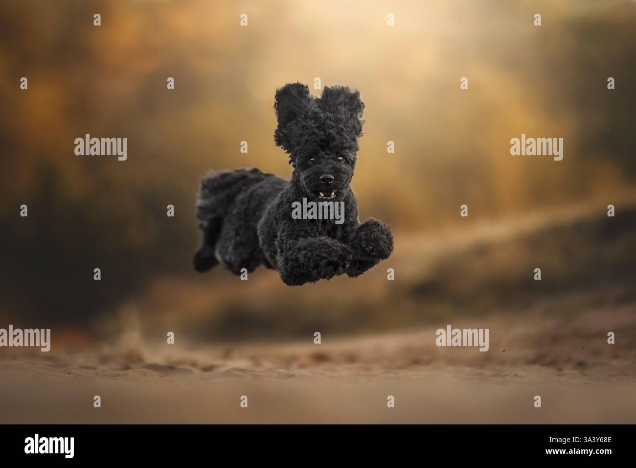Black miniature poodle running leaping hi-res stock photography and ...
