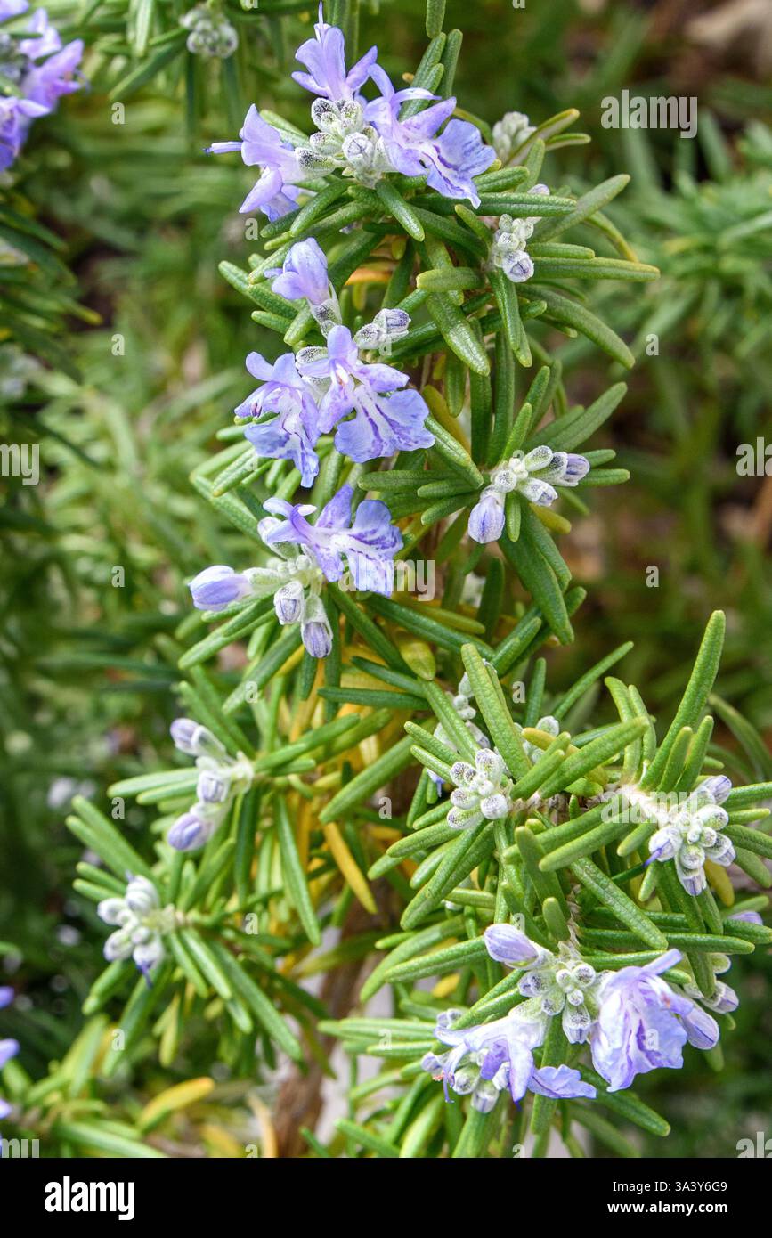 Rosemary bush rosmarinus officinalis hi-res stock photography and ...