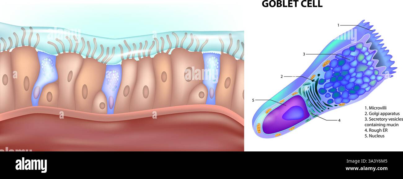 Epithelial Tissue with Goblet Cells. Goblet Cell Structure Illustration. Mucus Secreting. Human ...