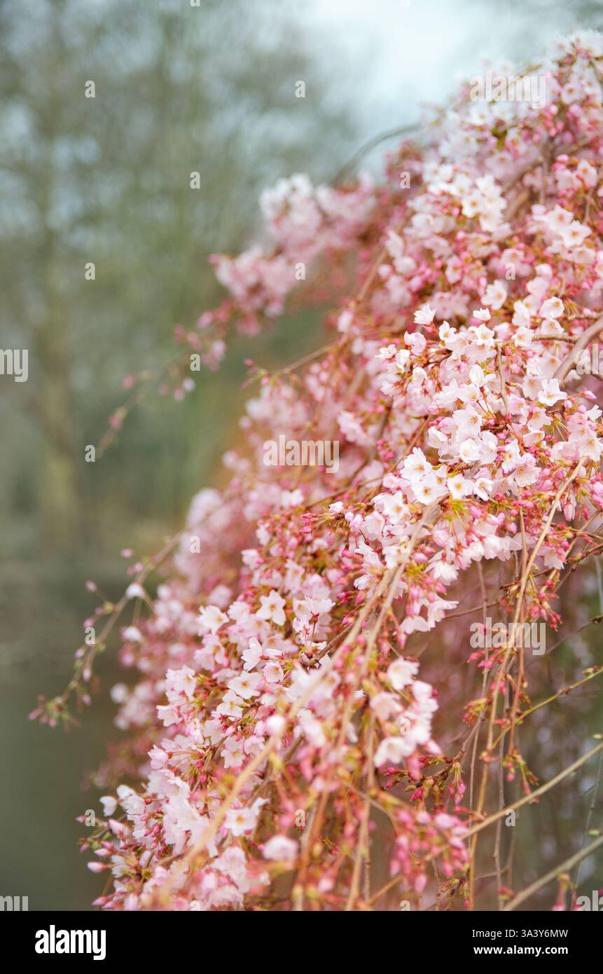 Cherry blossoms (sakura), Prunus serrulata, in St James's Park, London ...