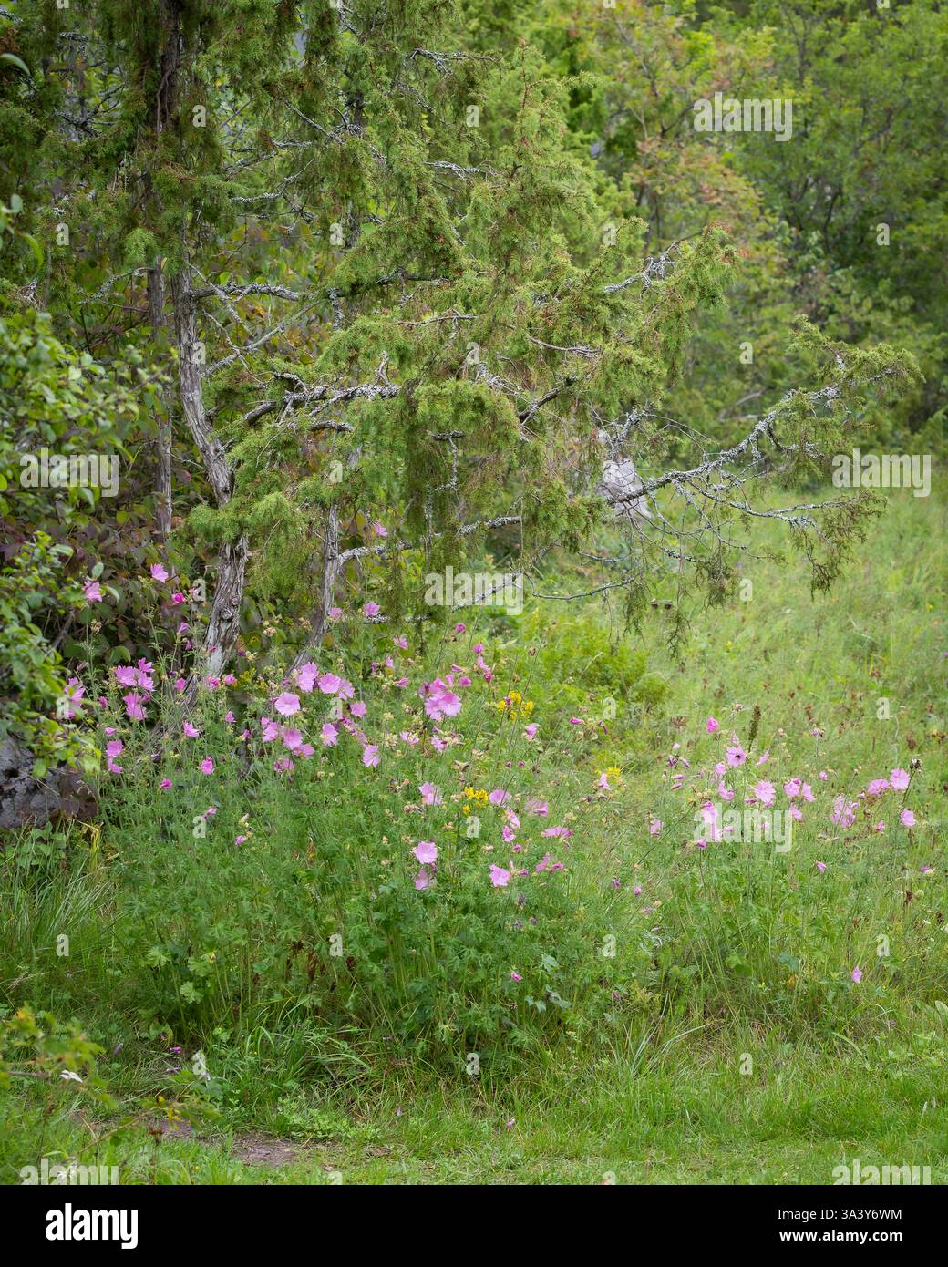 Meadow pink flowers hi-res stock photography and images - Alamy