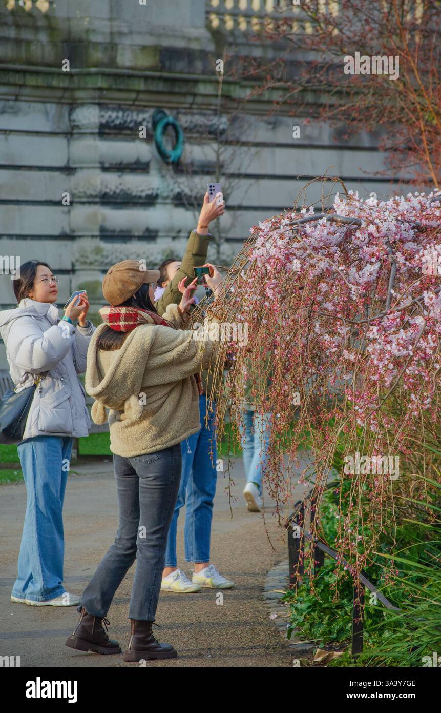 Tourists photographing the cherry blossoms (sakura) in St James's Park ...
