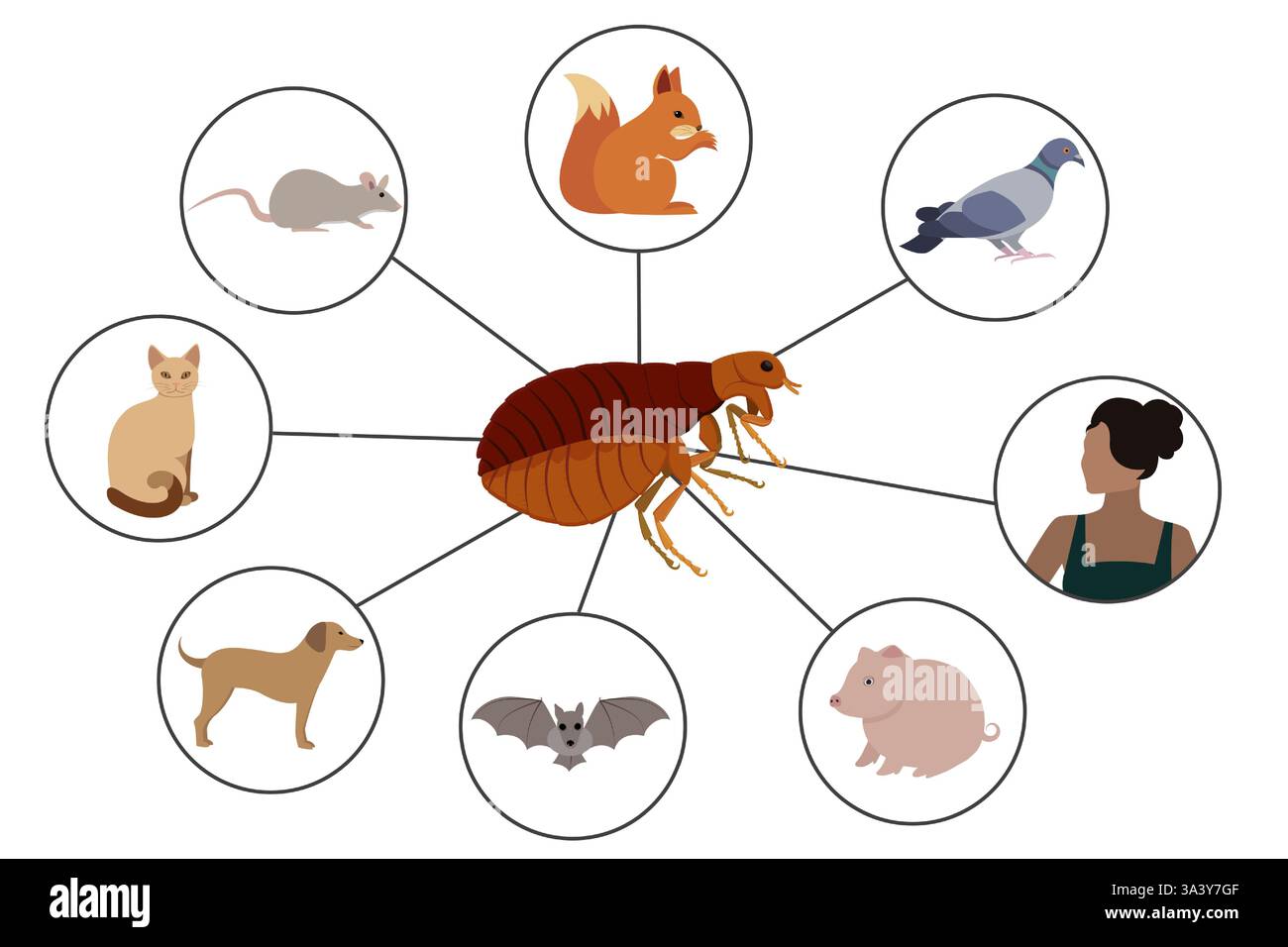 Transmission to humans Stock Vector Images - Alamy