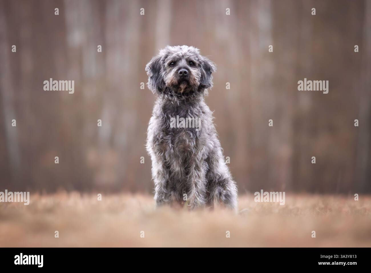Grey labradoodle hi-res stock photography and images - Alamy