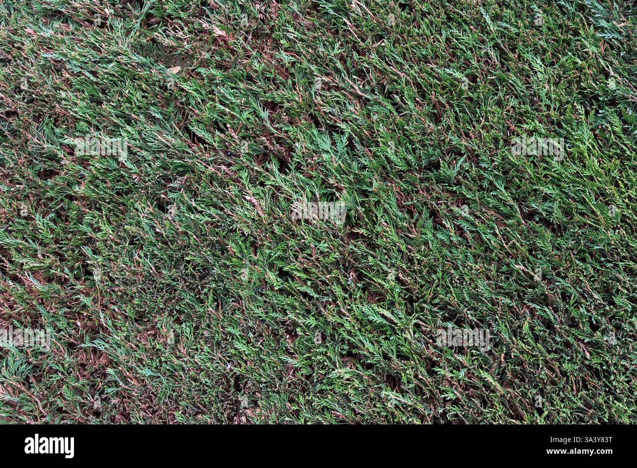 A beautiful hedge of thuja trees, neatly trimmed hedges in a urban park ...