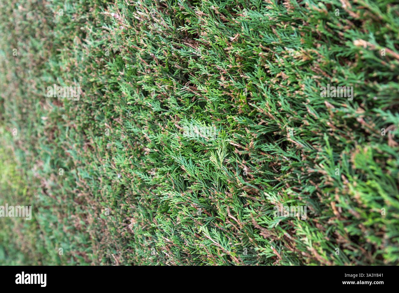A beautiful hedge of thuja trees, neatly trimmed hedges in a urban park ...