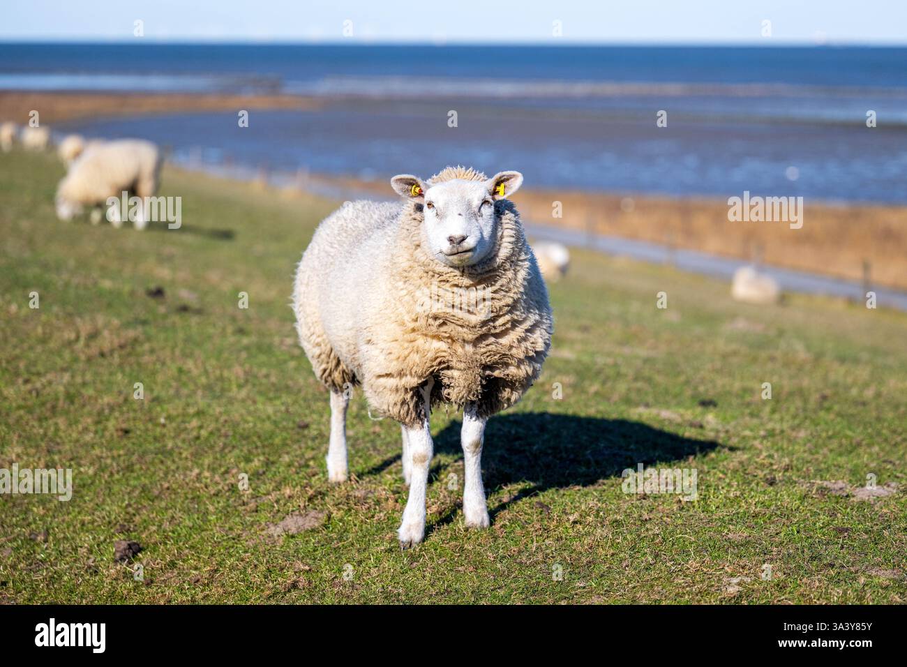 Wangerland, Germany. 17th Mar, 2025. Sheep stand on the dyke in ...