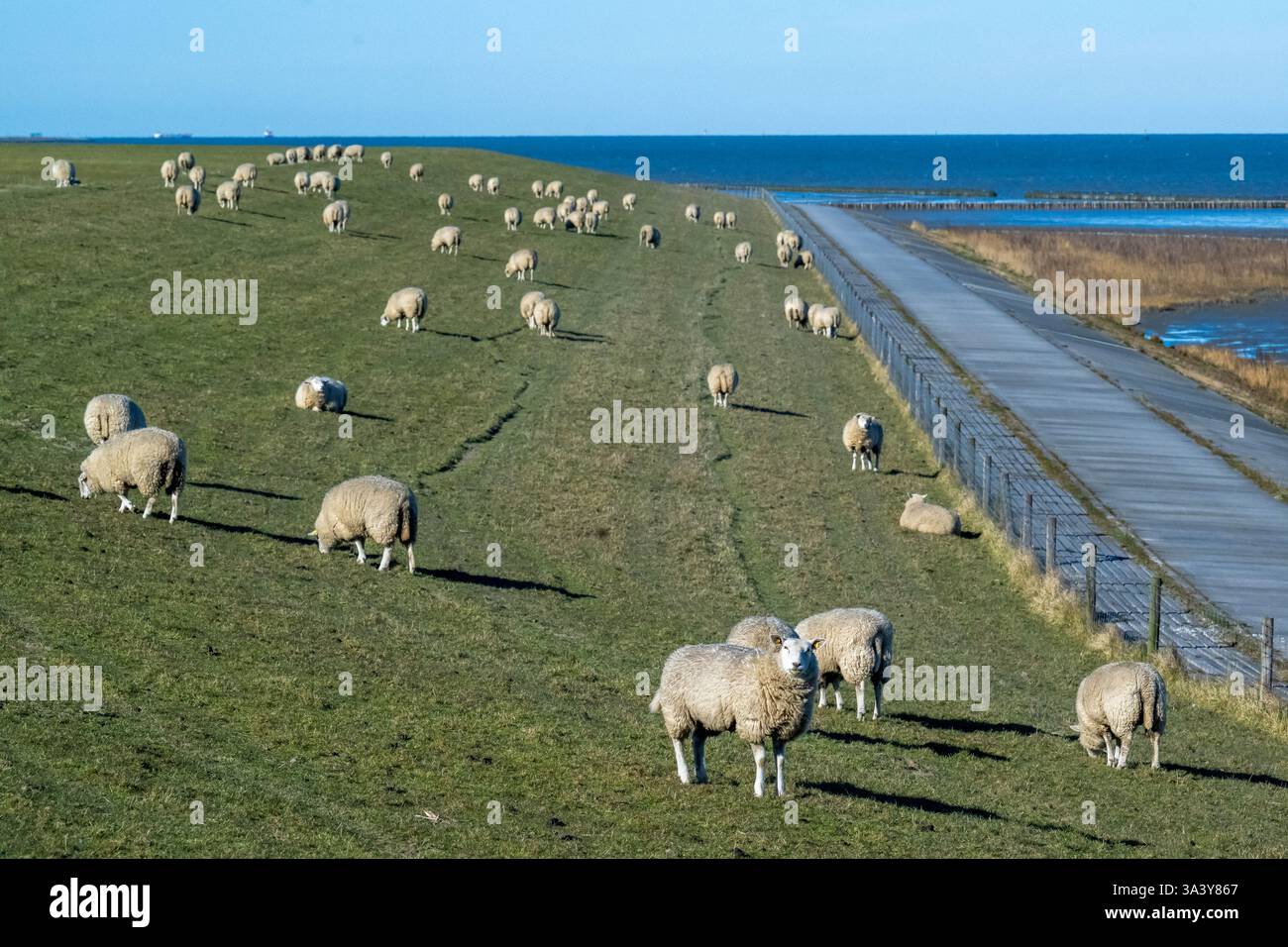 Wangerland, Germany. 17th Mar, 2025. Sheep stand on the dyke in ...