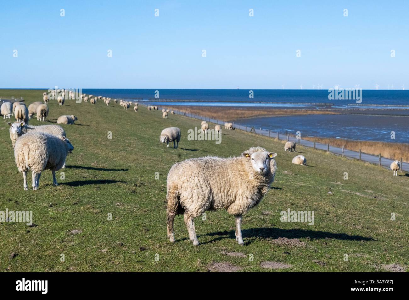 Wangerland, Germany. 17th Mar, 2025. Sheep stand on the dyke in ...