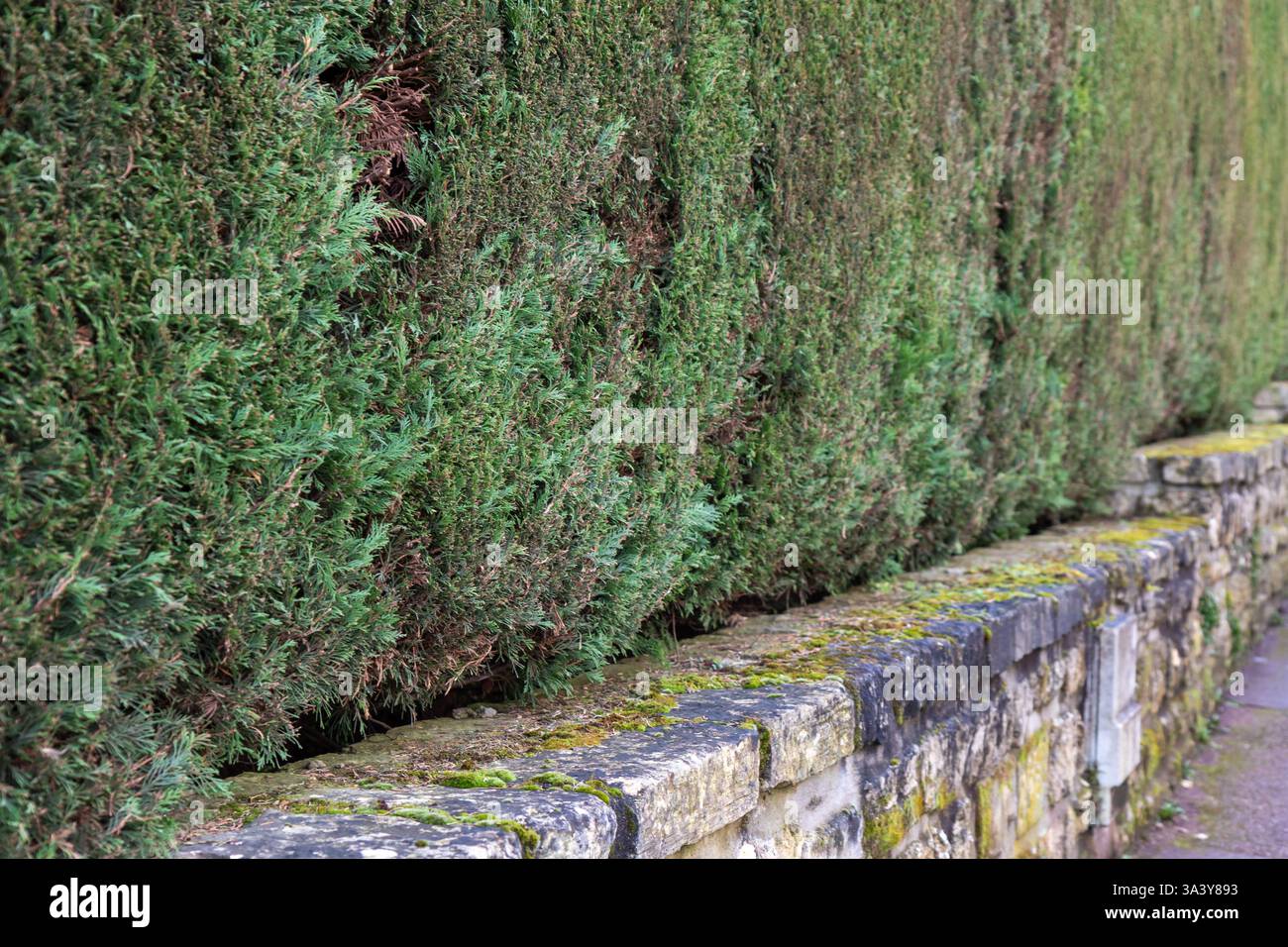A beautiful hedge of thuja trees, neatly trimmed hedges in a urban park ...